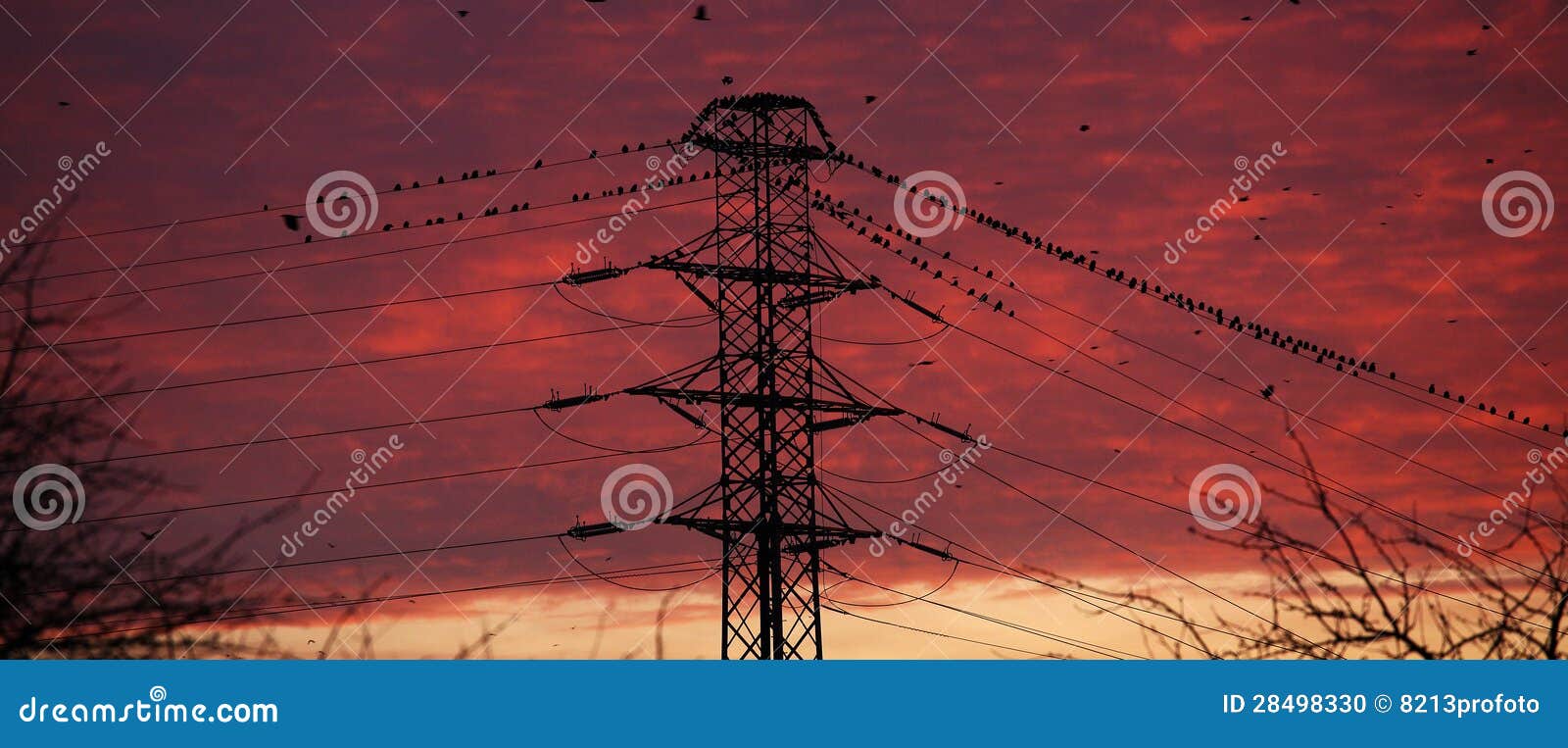 Flock of Birds on the Electric Pole Stock Photo - Image of animal ...