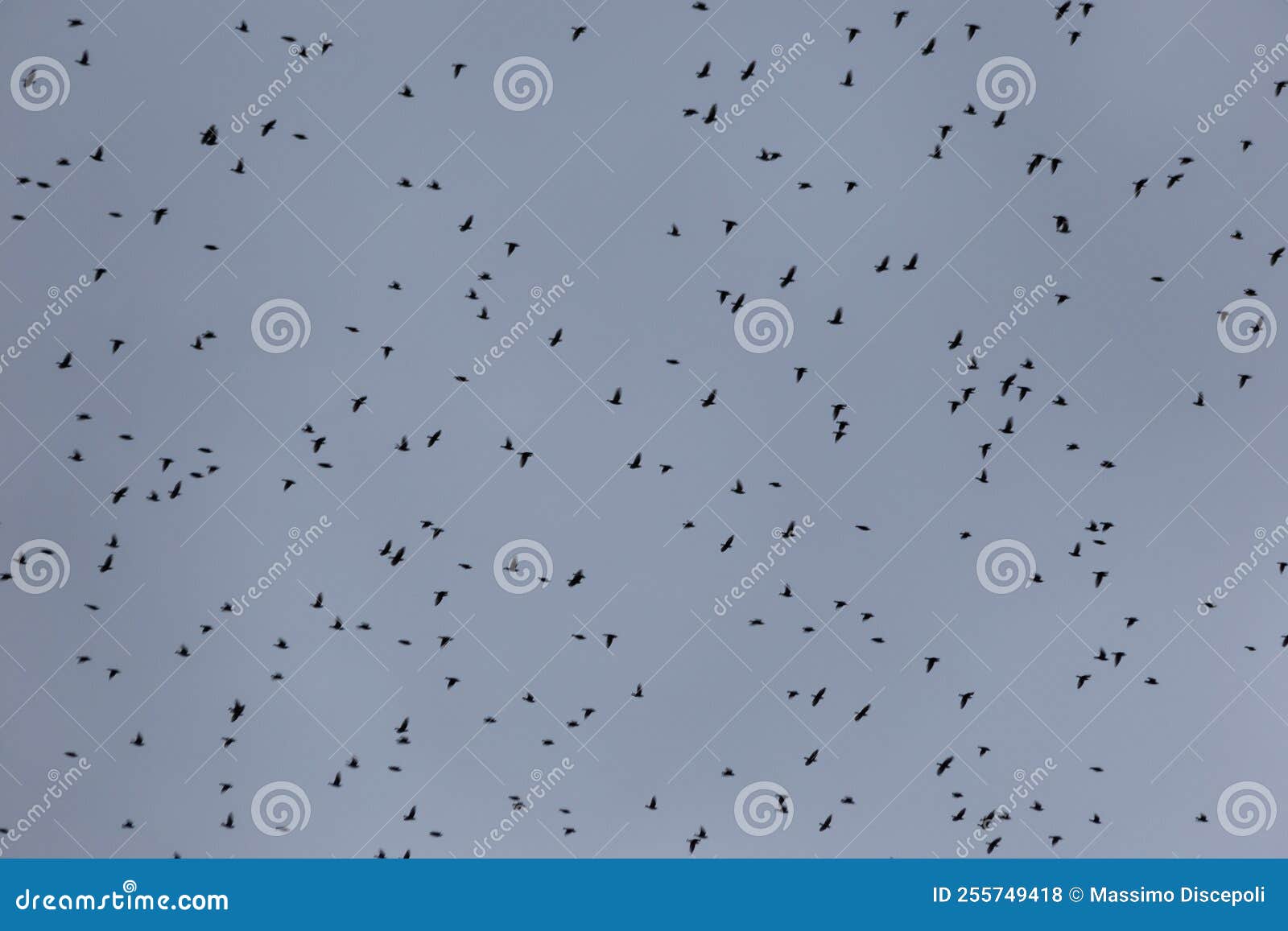 Flock of Birds Filling the Frame Stock Photo - Image of egrets, nature ...