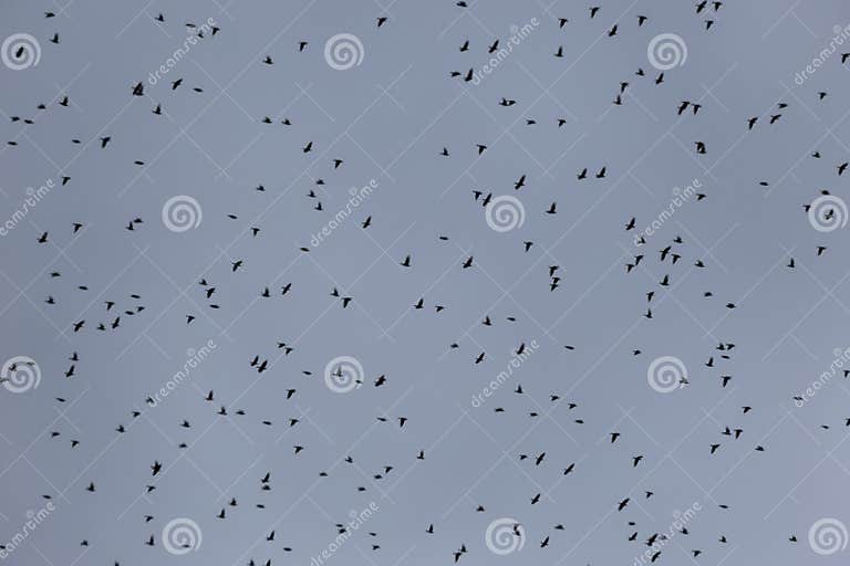 Flock of Birds Filling the Frame Stock Photo - Image of egrets, nature ...