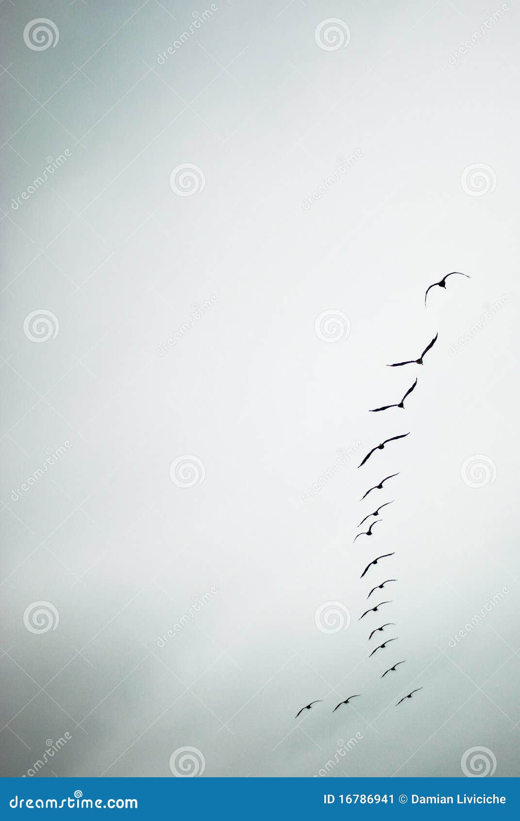 Flock of birds in flight stock image. Image of migrating - 16786941