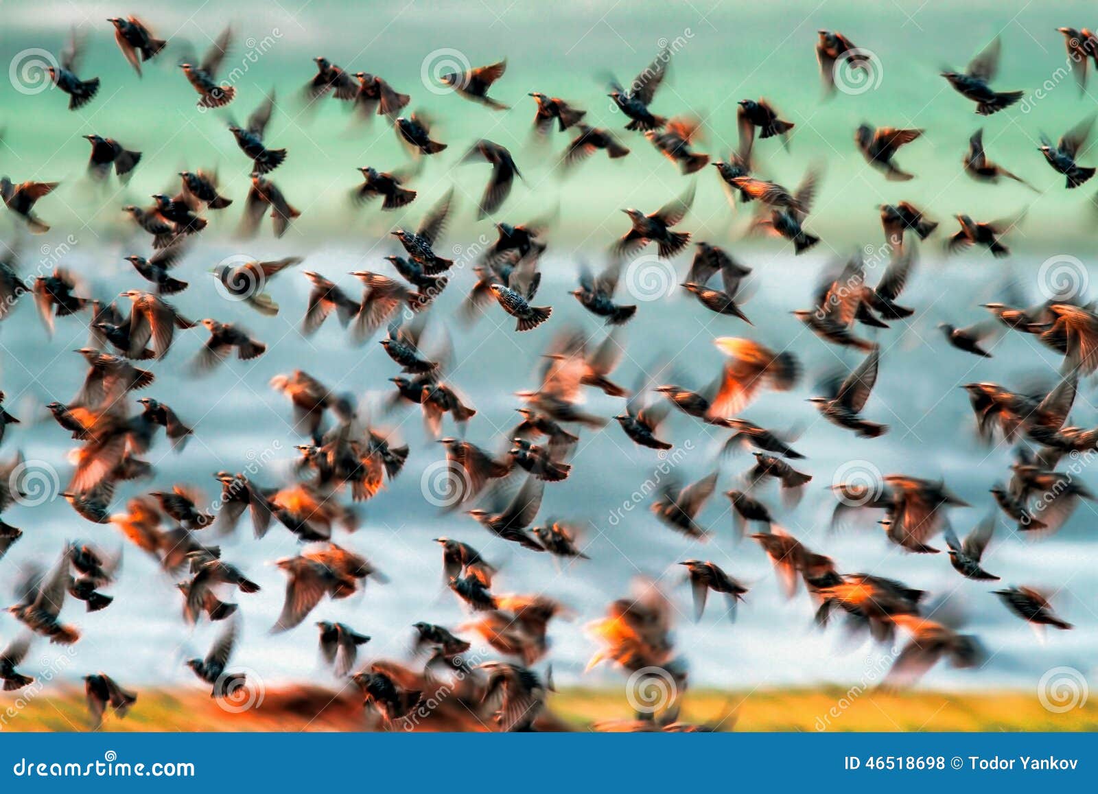 Flock of birds stock photo. Image of pigeon, migration - 46518698