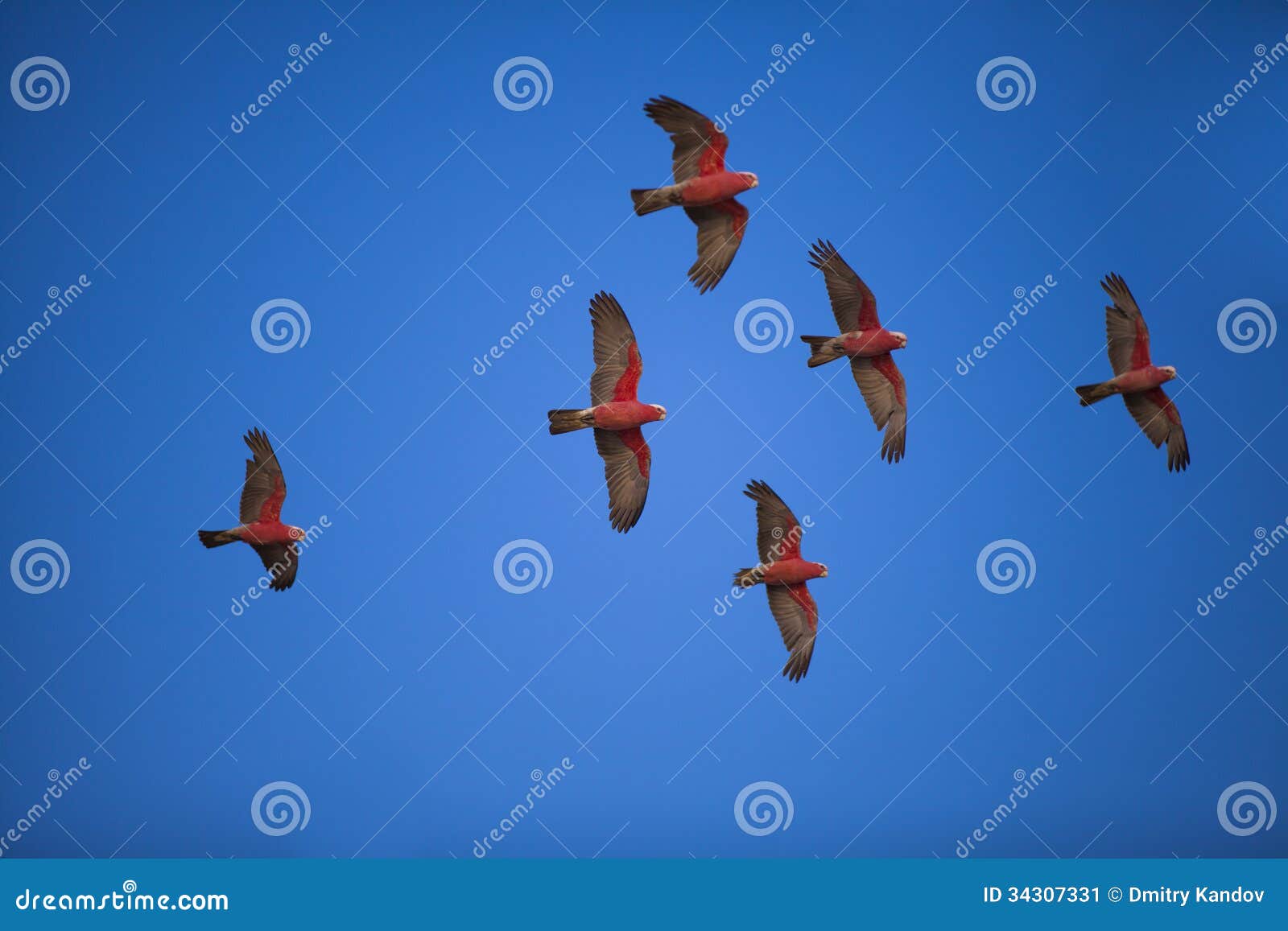 Flock Of Birds Royalty-Free Stock Photo | CartoonDealer.com #34307331