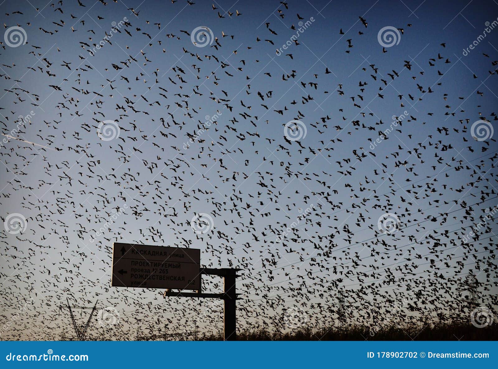 A flock of birds. stock photo. Image of nature, city - 178902702