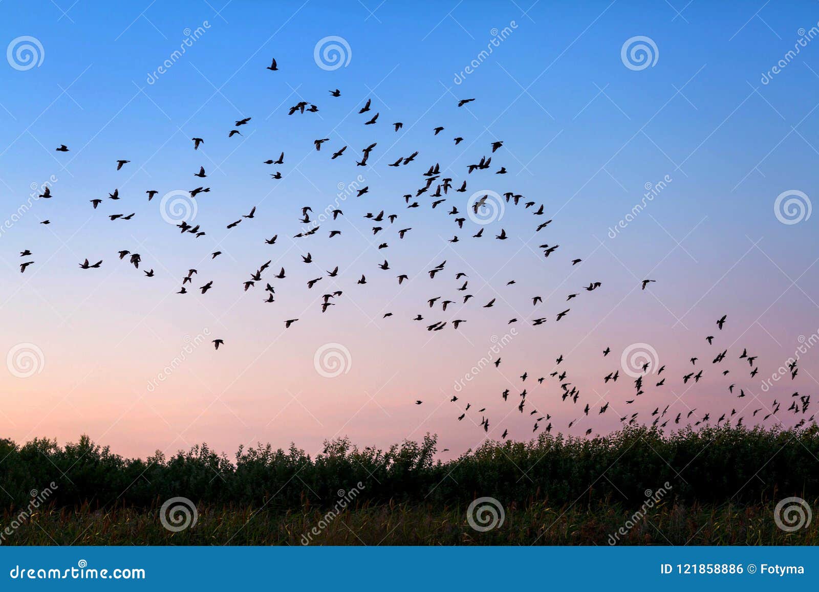 Flock of birds stock photo. Image of group, animal, amazing - 121858886