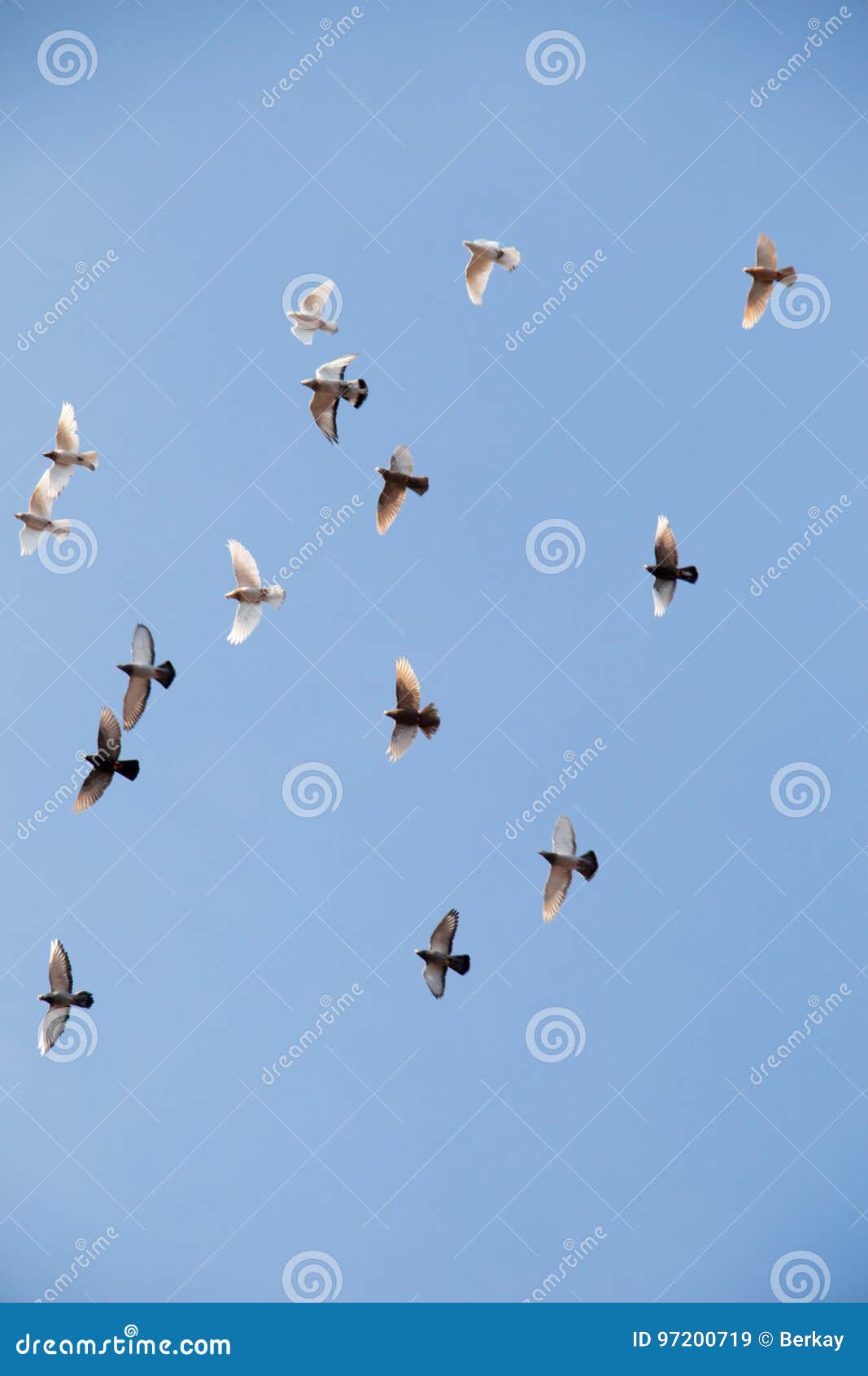 Flock of Birds Fly in Blue Sky Stock Image - Image of birds, flight ...