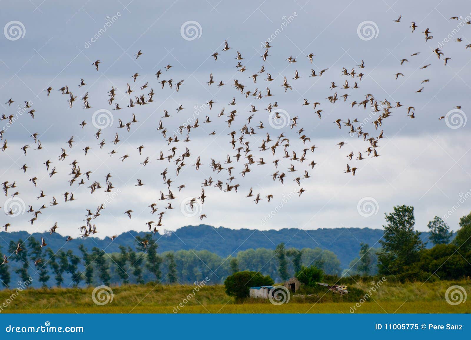 Flock of birds flying stock image. Image of journey, gull - 11005775