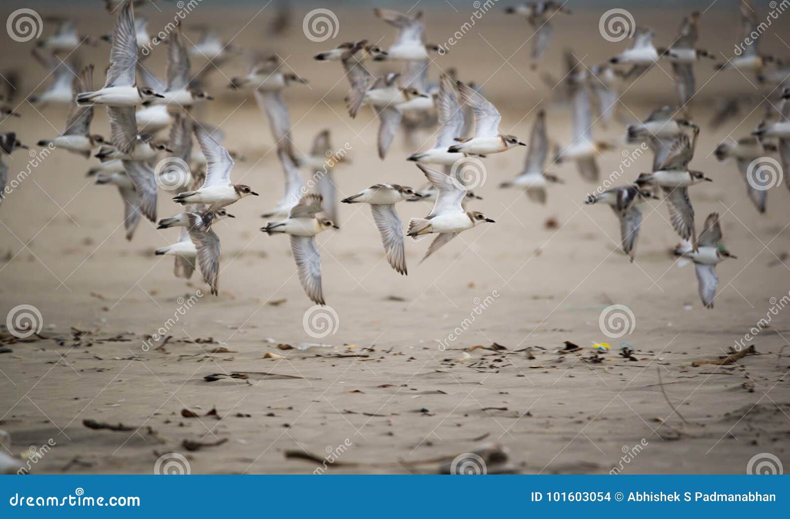Flying in the beach stock photo. Image of charadriiformes - 101603054