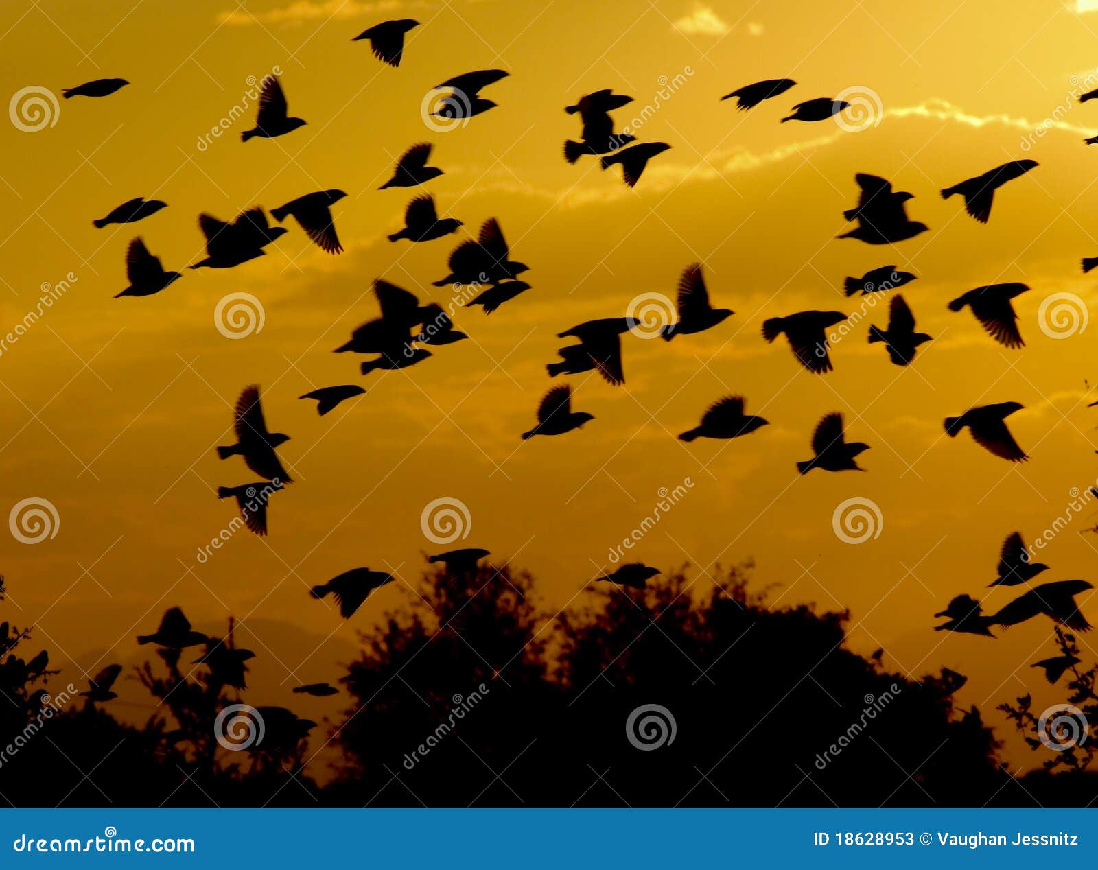 Flock of Birds Flying Across Sunset Stock Image - Image of flock ...