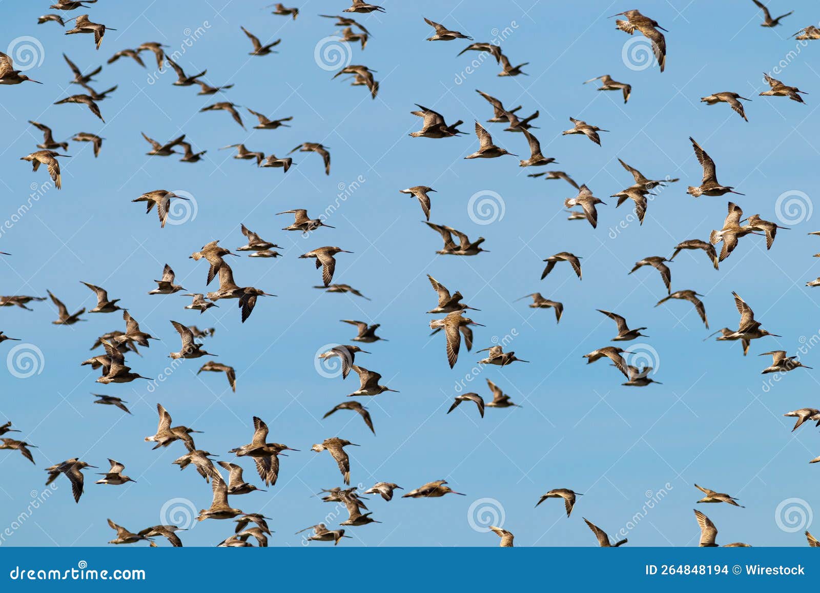 Flock of Birds Flying Against a Blue Sky Stock Photo - Image of birds ...