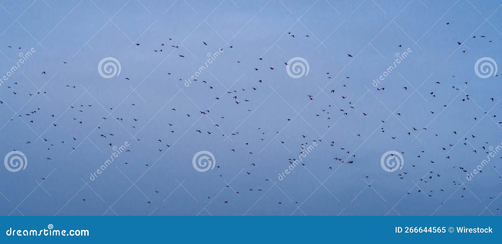 Flock of Birds Flying Against a Blue Sky Perfect for Wallpapers and ...
