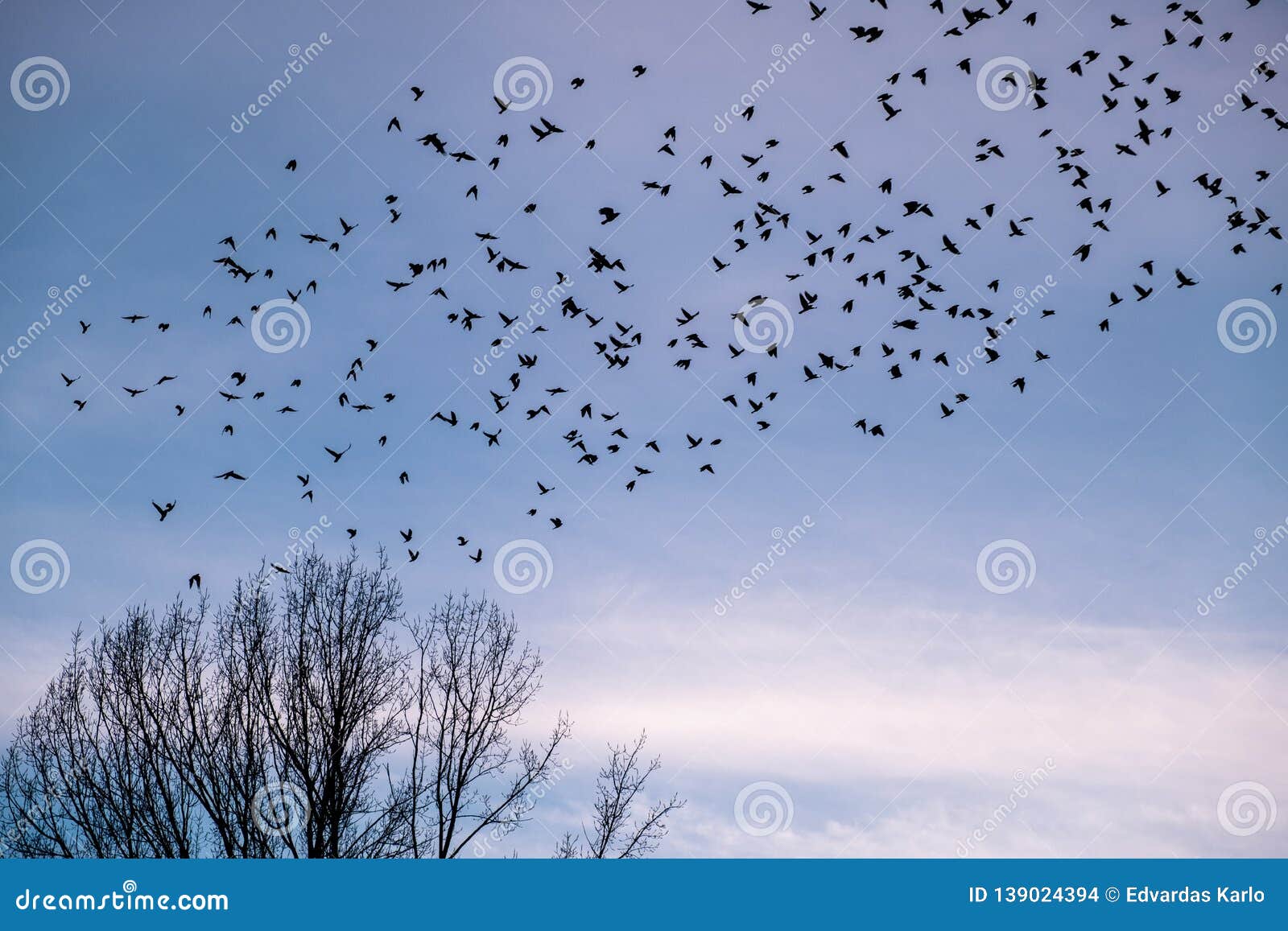 A Flock of Birds Flying Away Stock Photo - Image of migration, evening ...