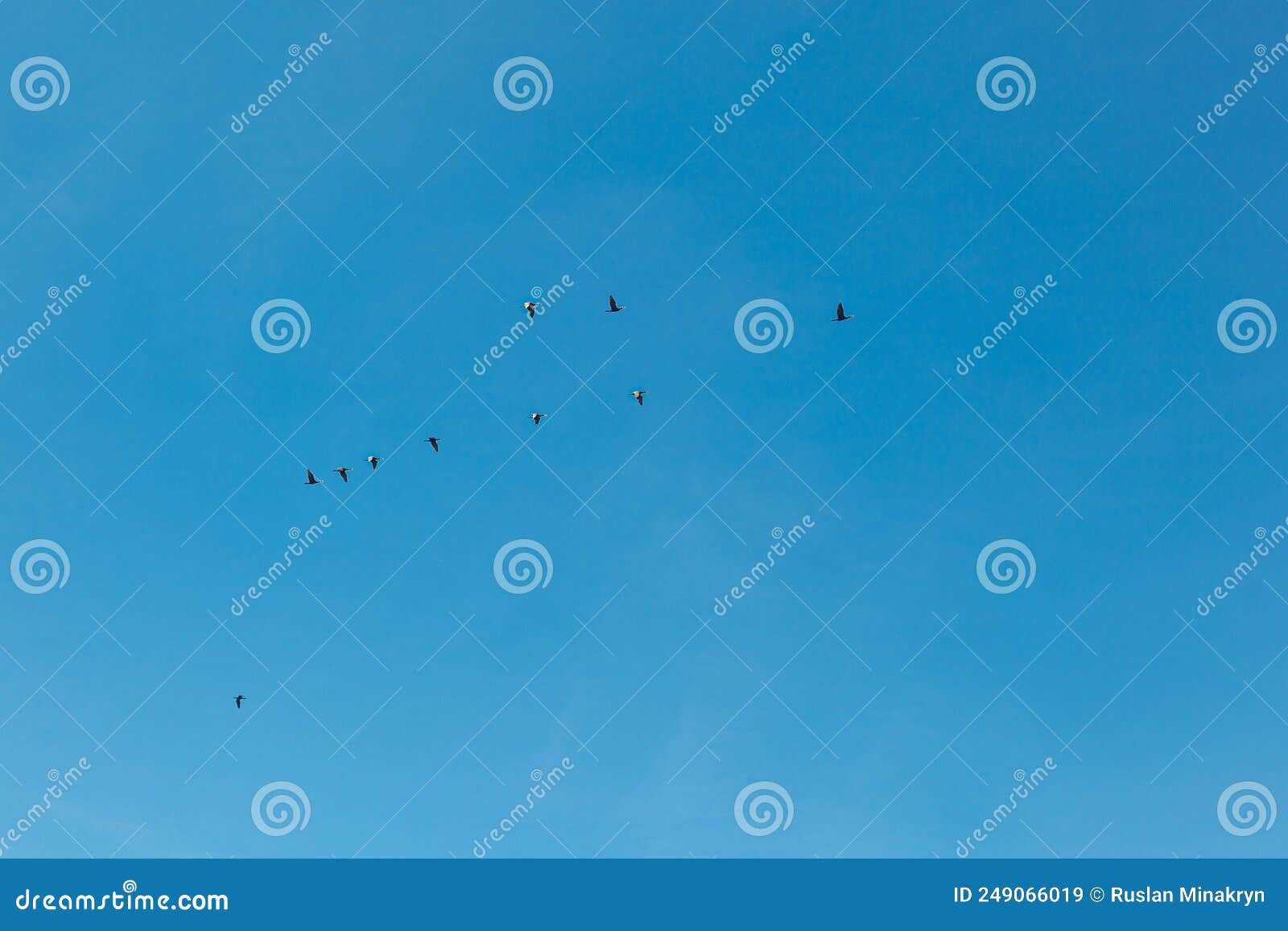 A Flock of Birds Flying in the Blue Sky Stock Image - Image of ...