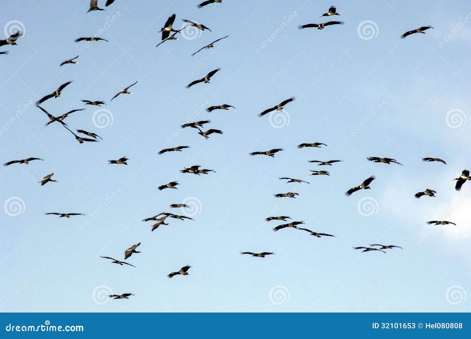 Flock of birds stock image. Image of formation, outdoors - 32101653