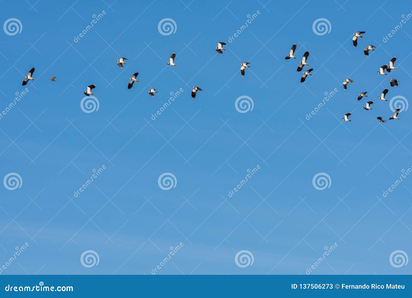 Flock of Birds Flying in a Clear Blue Sky. Natural Background Stock ...