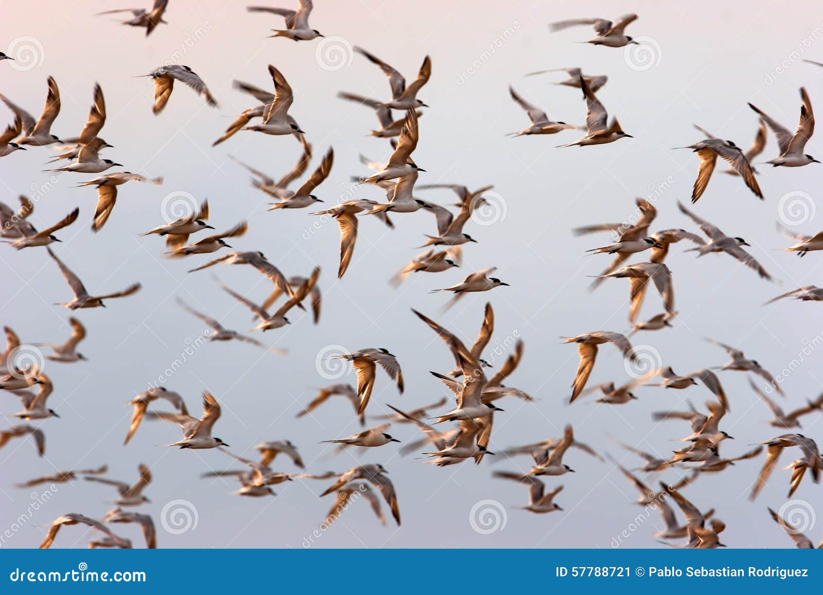 FLOCK of BIRDS FLYING at DAWN Stock Image - Image of dawn, freedom ...
