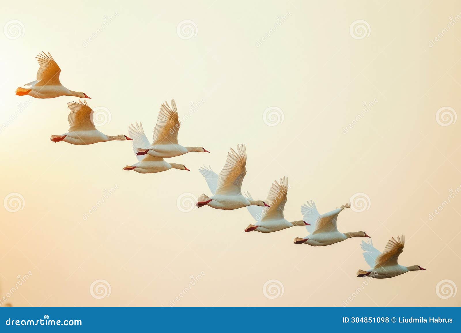 Flock of Birds Flying in Formation, Representing Unity and Teamwork ...