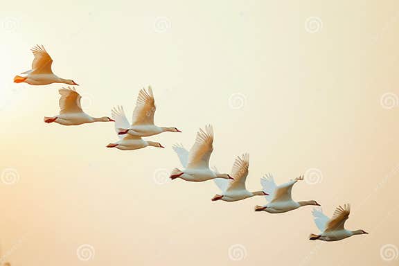 Flock of Birds Flying in Formation, Representing Unity and Teamwork ...