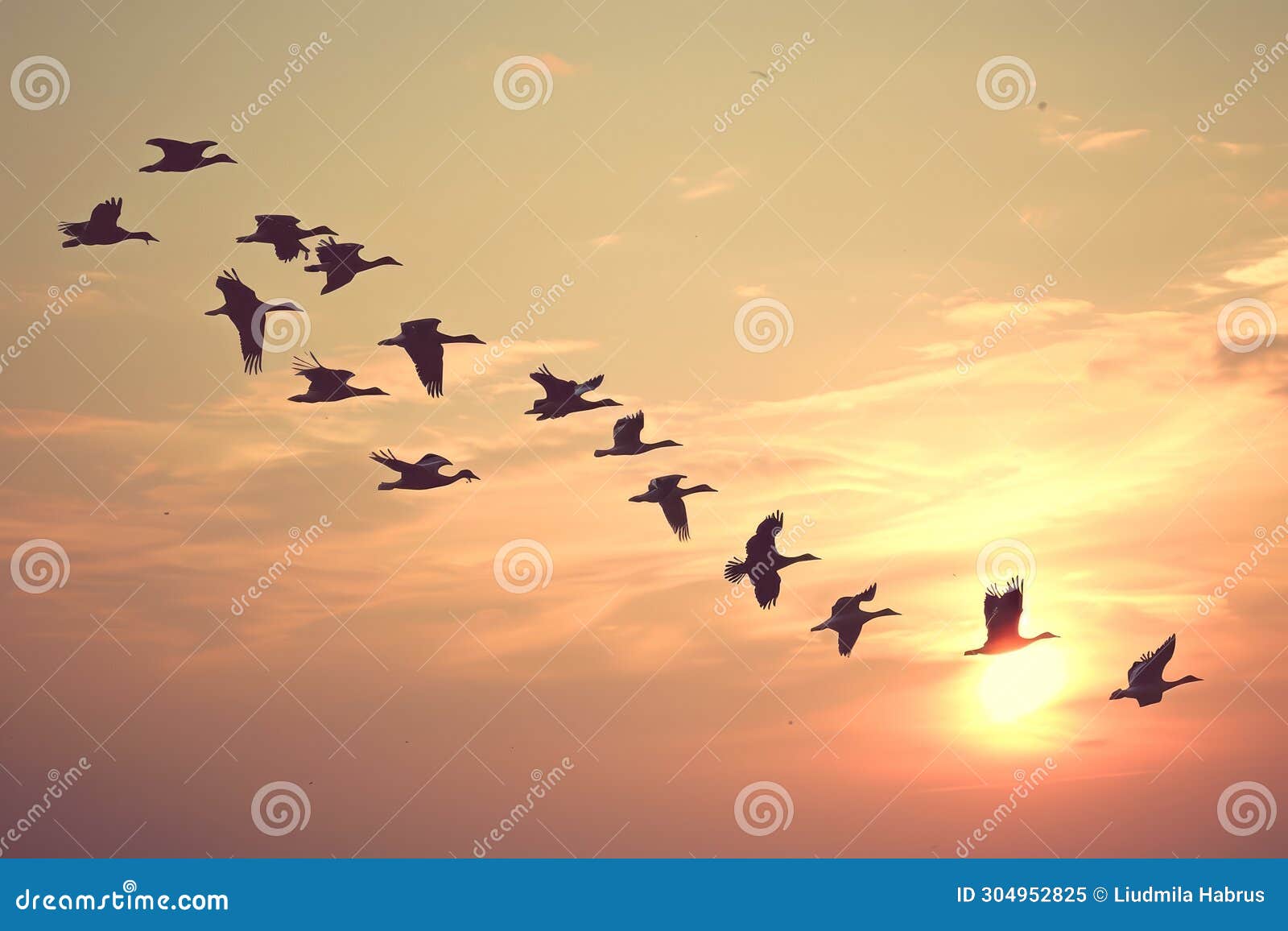 Flock of Birds Flying in Formation, Representing Unity and Teamwork ...