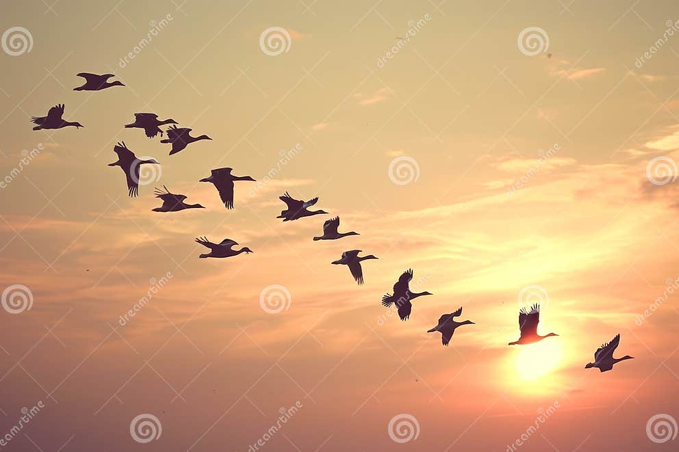 Flock of Birds Flying in Formation, Representing Unity and Teamwork ...