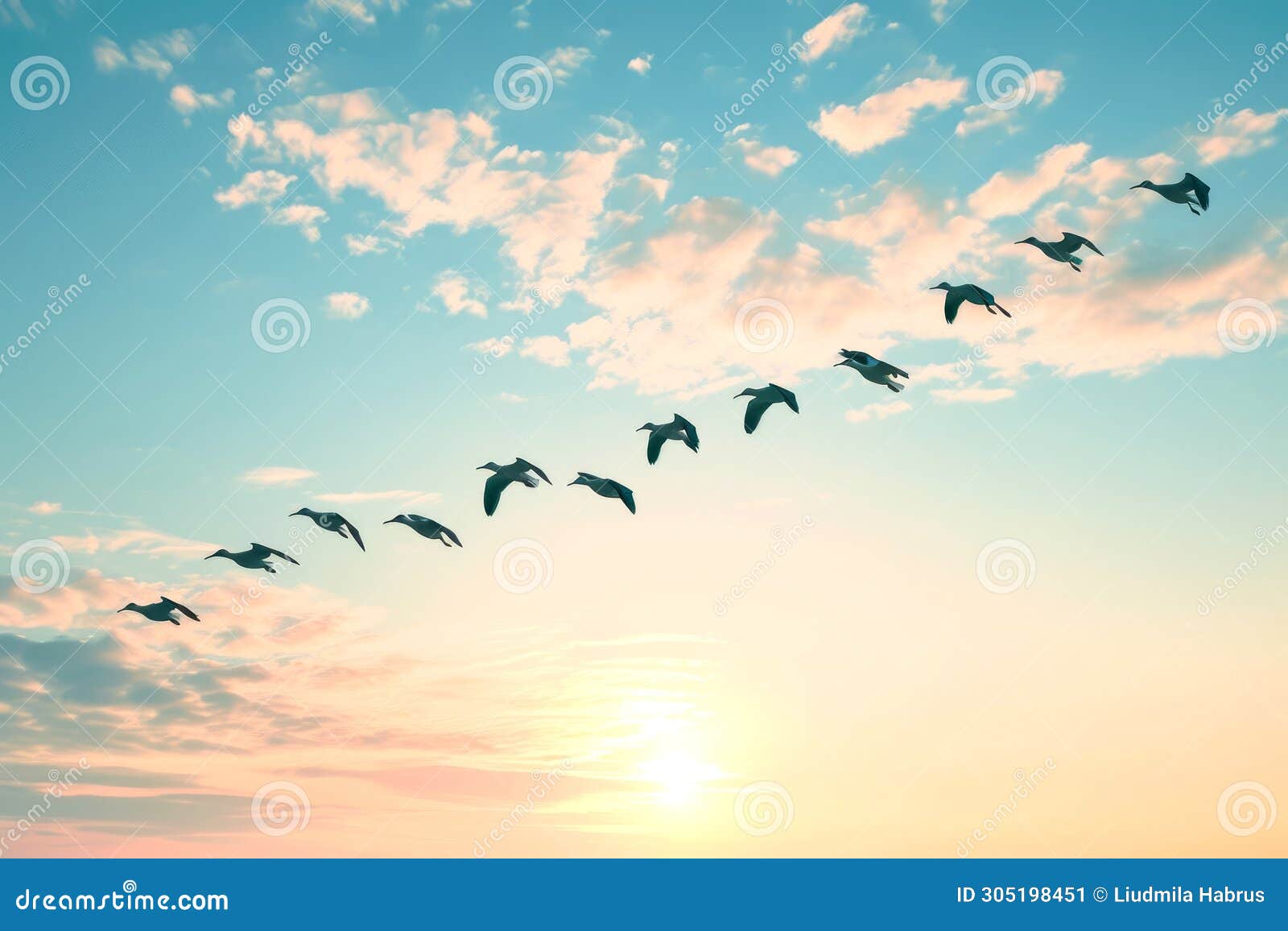 Flock of Birds Flying in Formation, Representing Unity and Teamwork ...