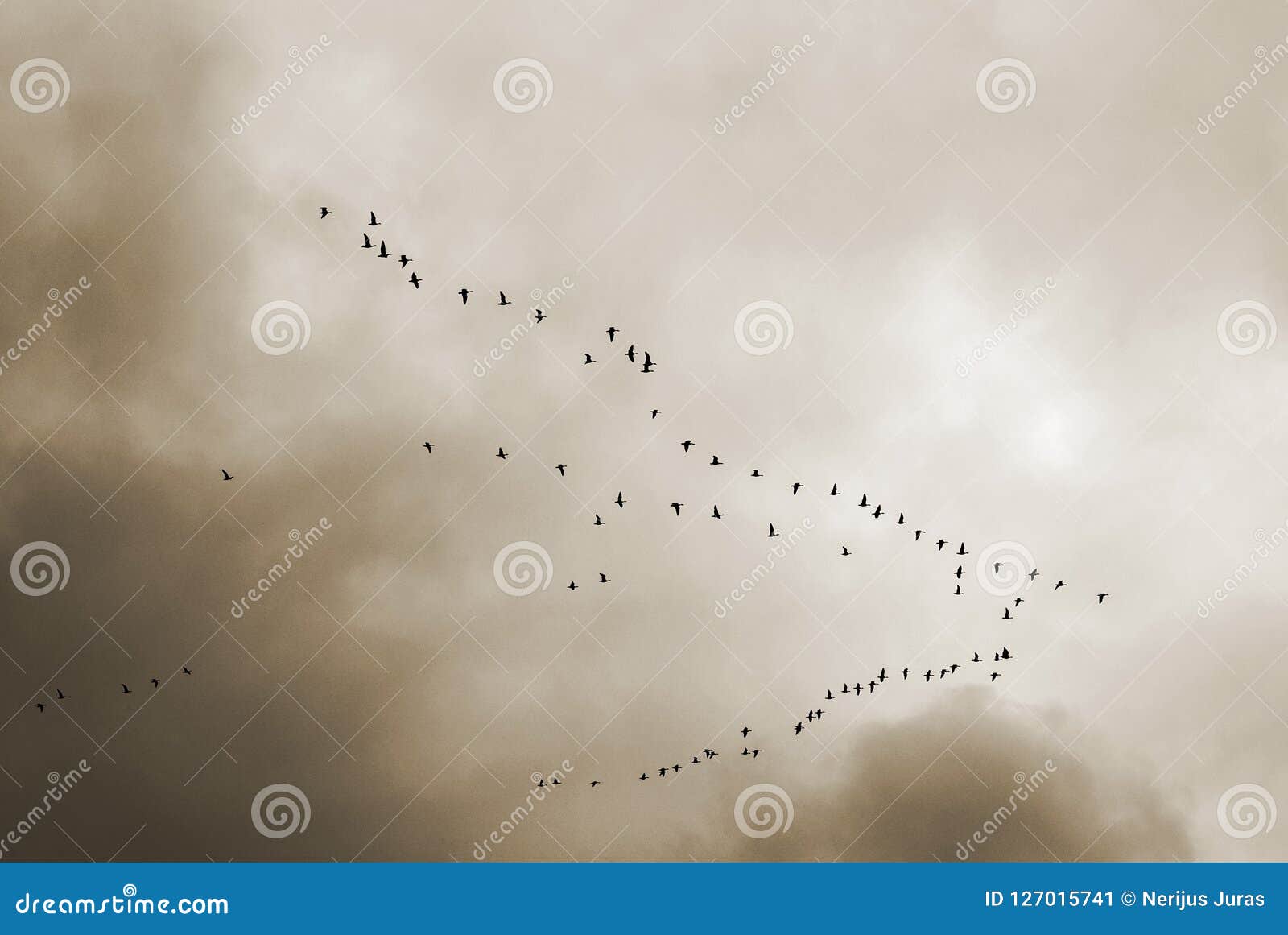 Flock of Birds Flying in Formation Stock Image - Image of flock, glide ...