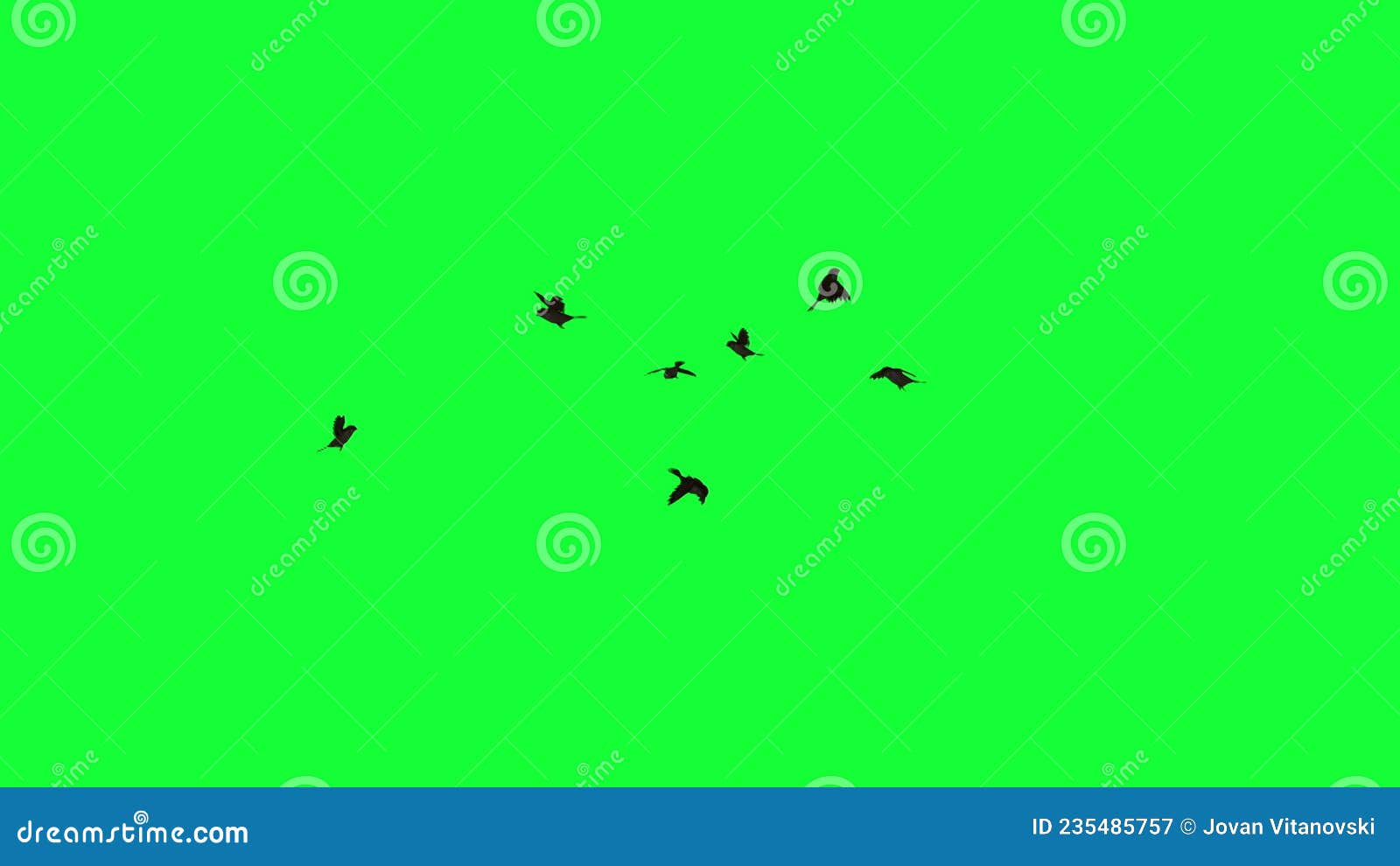 Flock of Birds Flying on Green Screen Stock Video - Video of breast ...