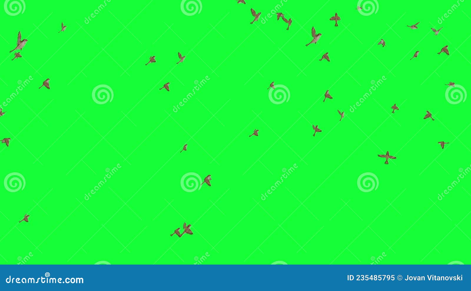 Flock of Birds Flying on Green Screen Stock Video - Video of group ...