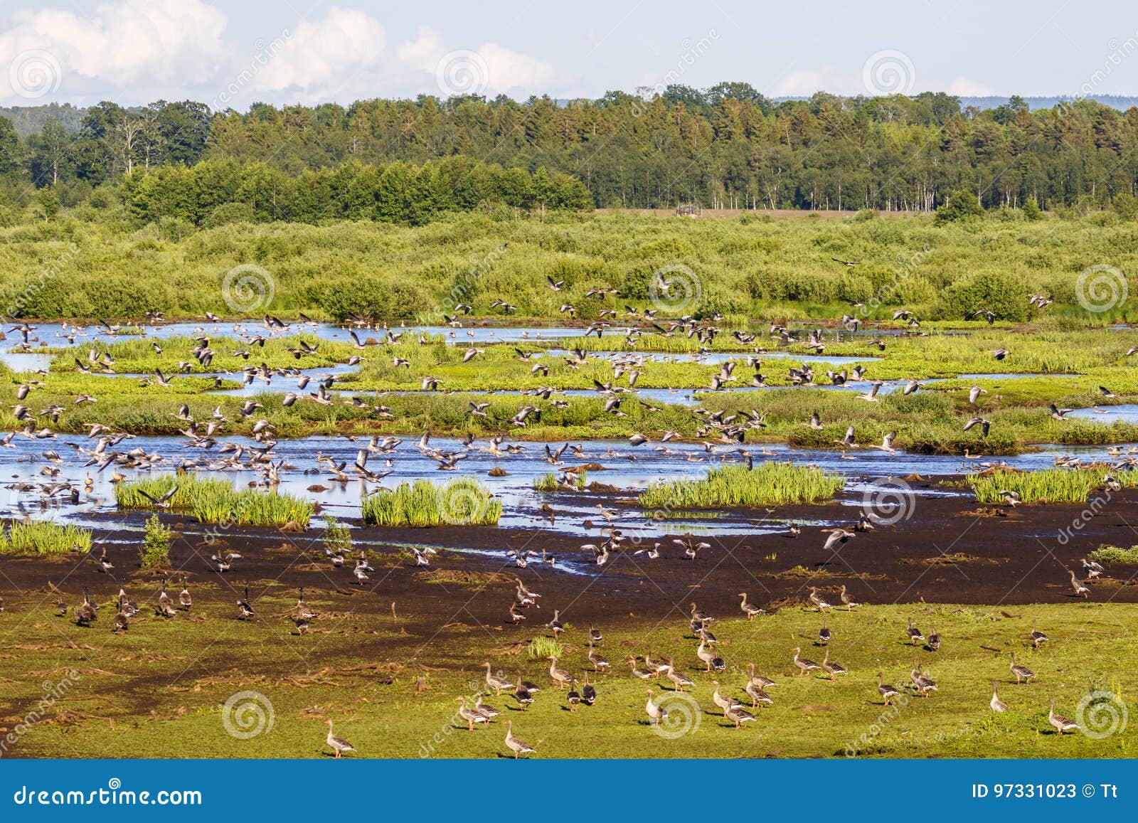 Flock with birds stock image. Image of reed, landscape - 97331023