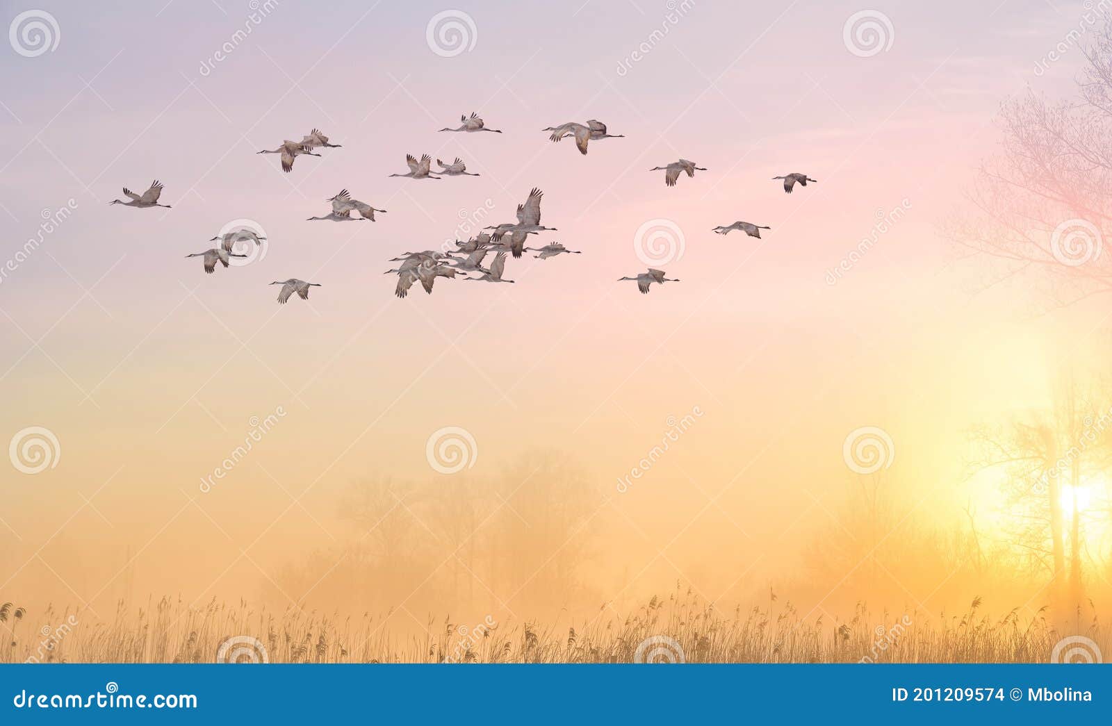 Flock of Birds Flying Over Field in Morning Mist Stock Photo - Image of ...