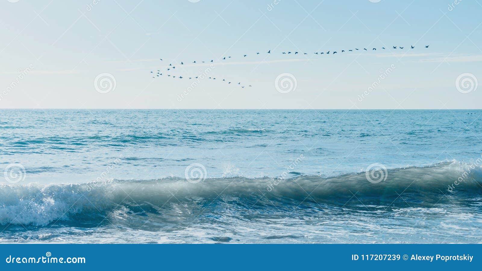 Flock of Birds Flying Over Ocean. Stock Image - Image of water, ocean ...