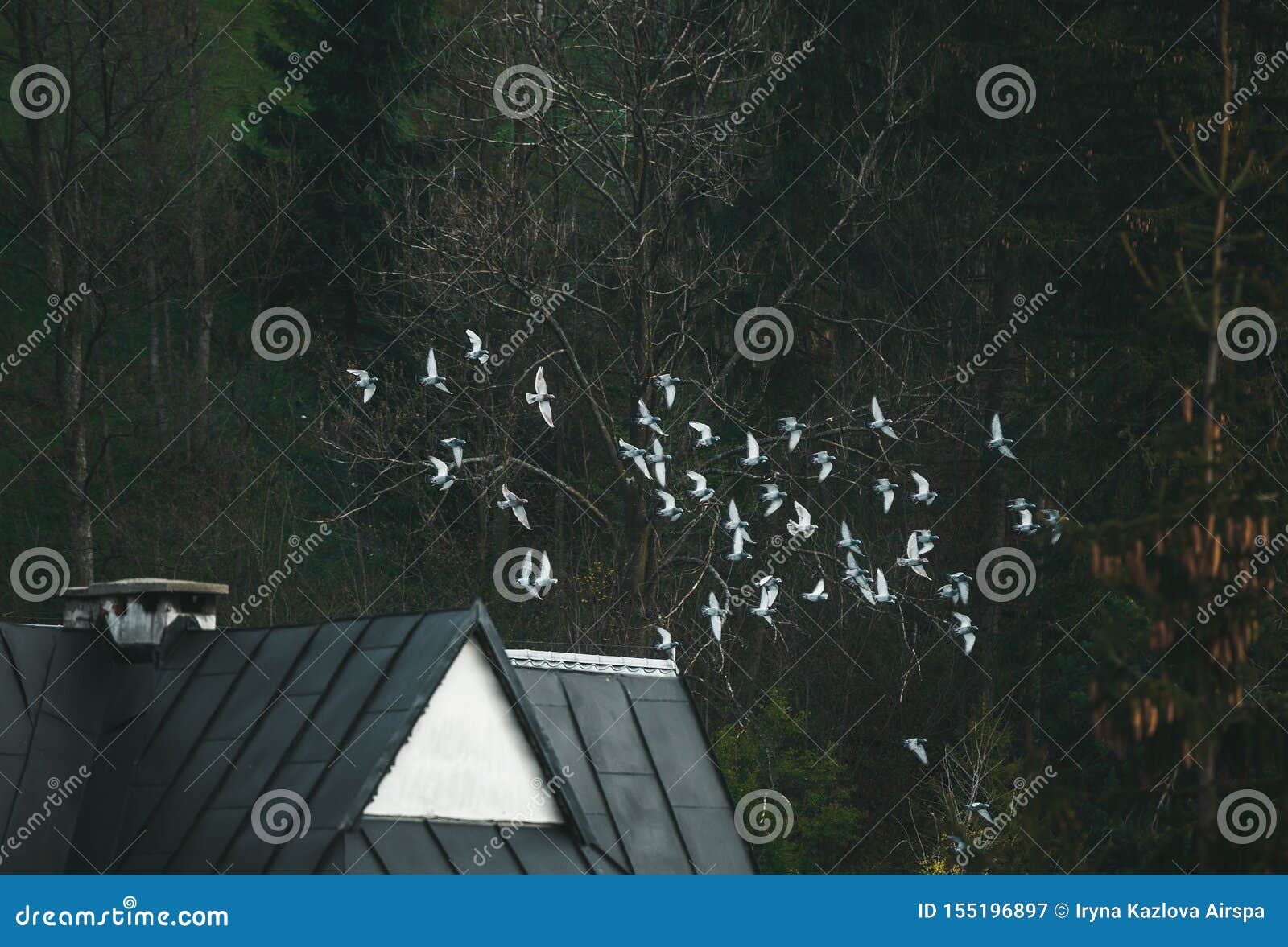 Flock of Birds Flying Over the Roof of the House Stock Image - Image of ...