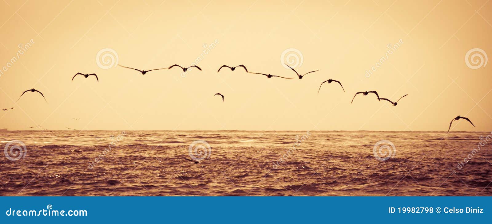 Flock of Birds Flying Over Sea Stock Photo - Image of sunset, sunrise ...