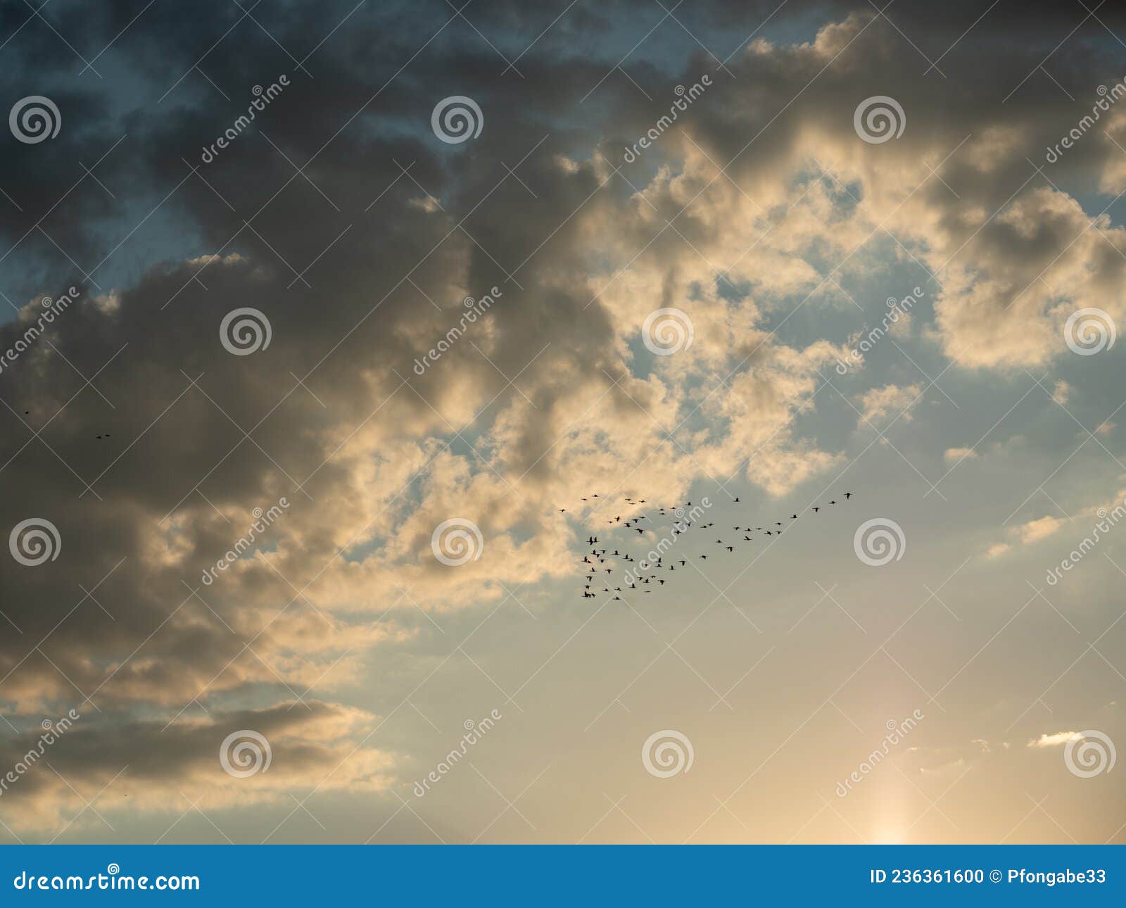 Flock of Birds Flying Over the Sunset Sky Stock Photo - Image of ...
