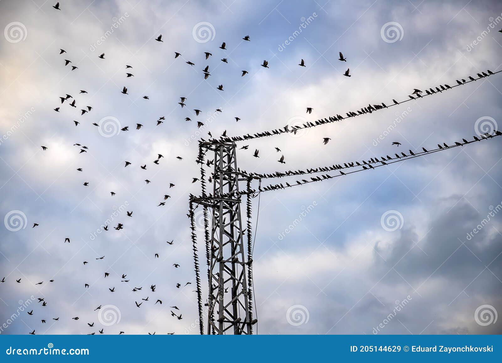 A Flock of Birds Flying at Power Line Cable. View Up Stock Image ...