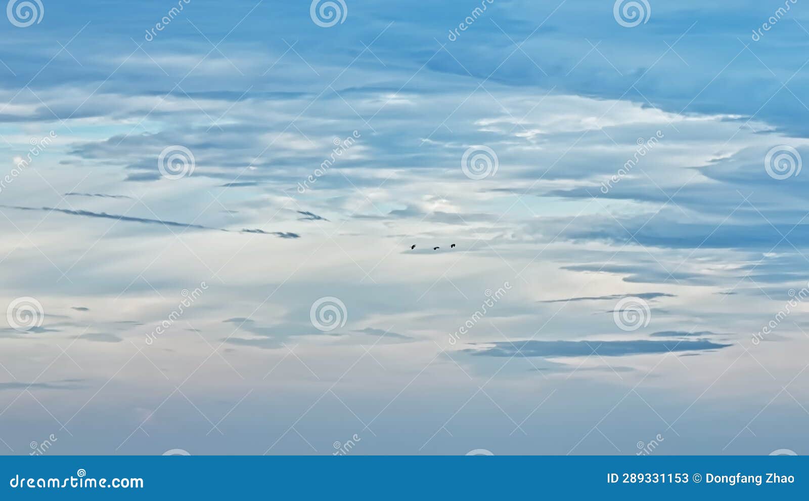 Flock of Birds Flying in the Sky and Cloud Stock Video - Video of ...