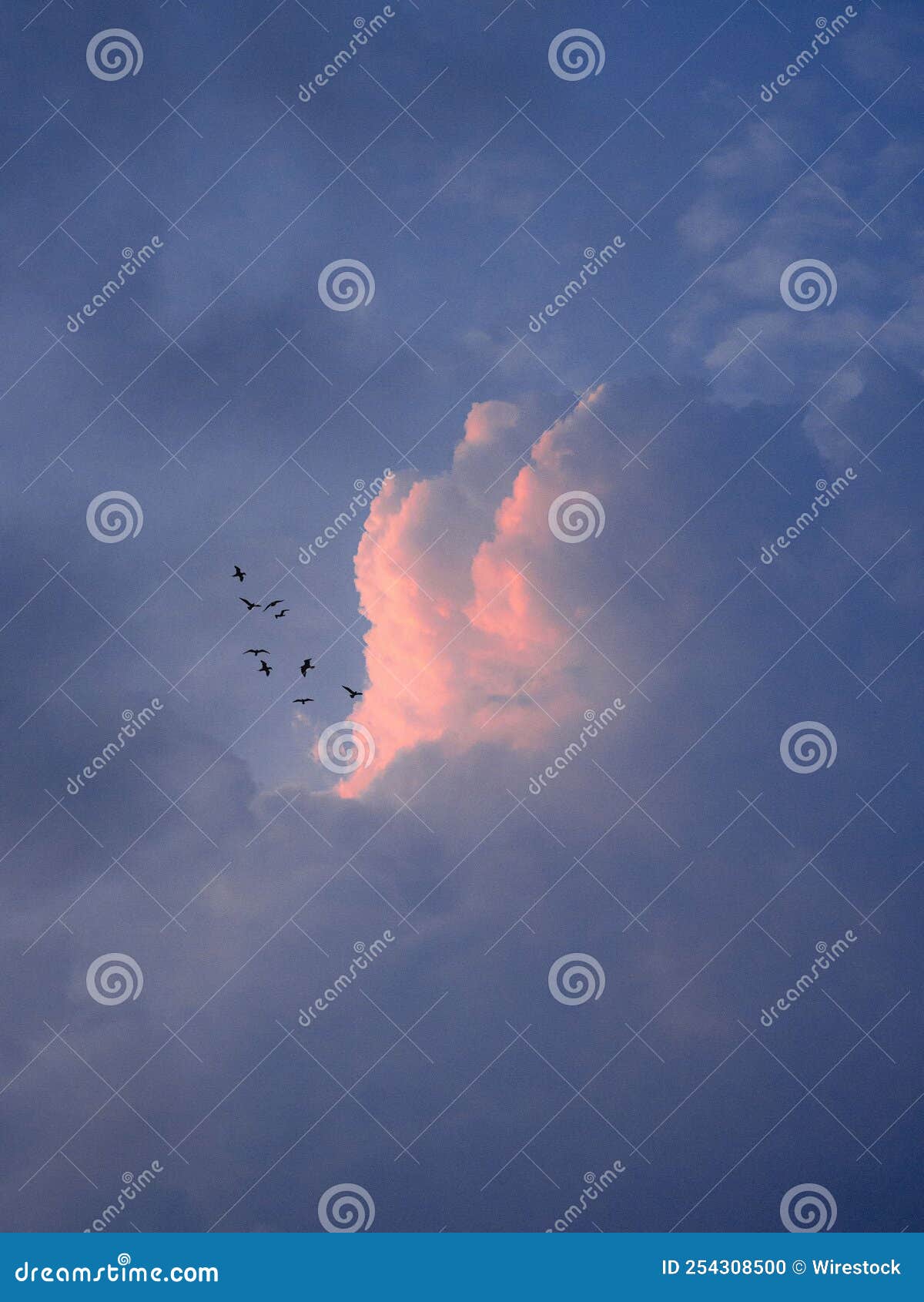 Flock of Birds Flying in the Sky with a Sunset on the Clouds Stock ...