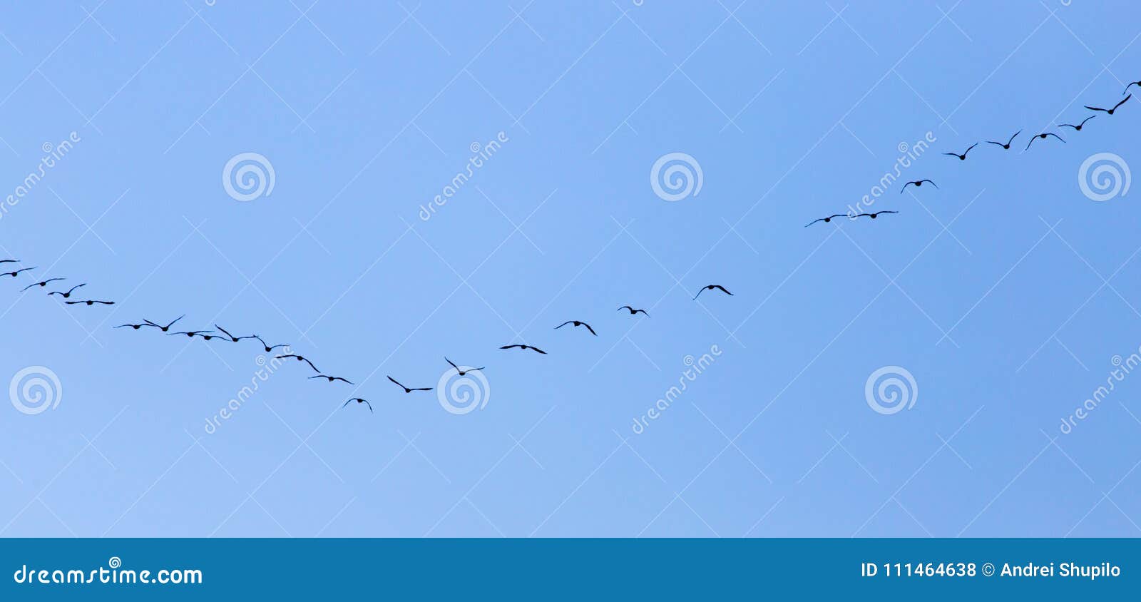 A Flock of Birds Flying South in the Blue Sky Stock Photo - Image of ...