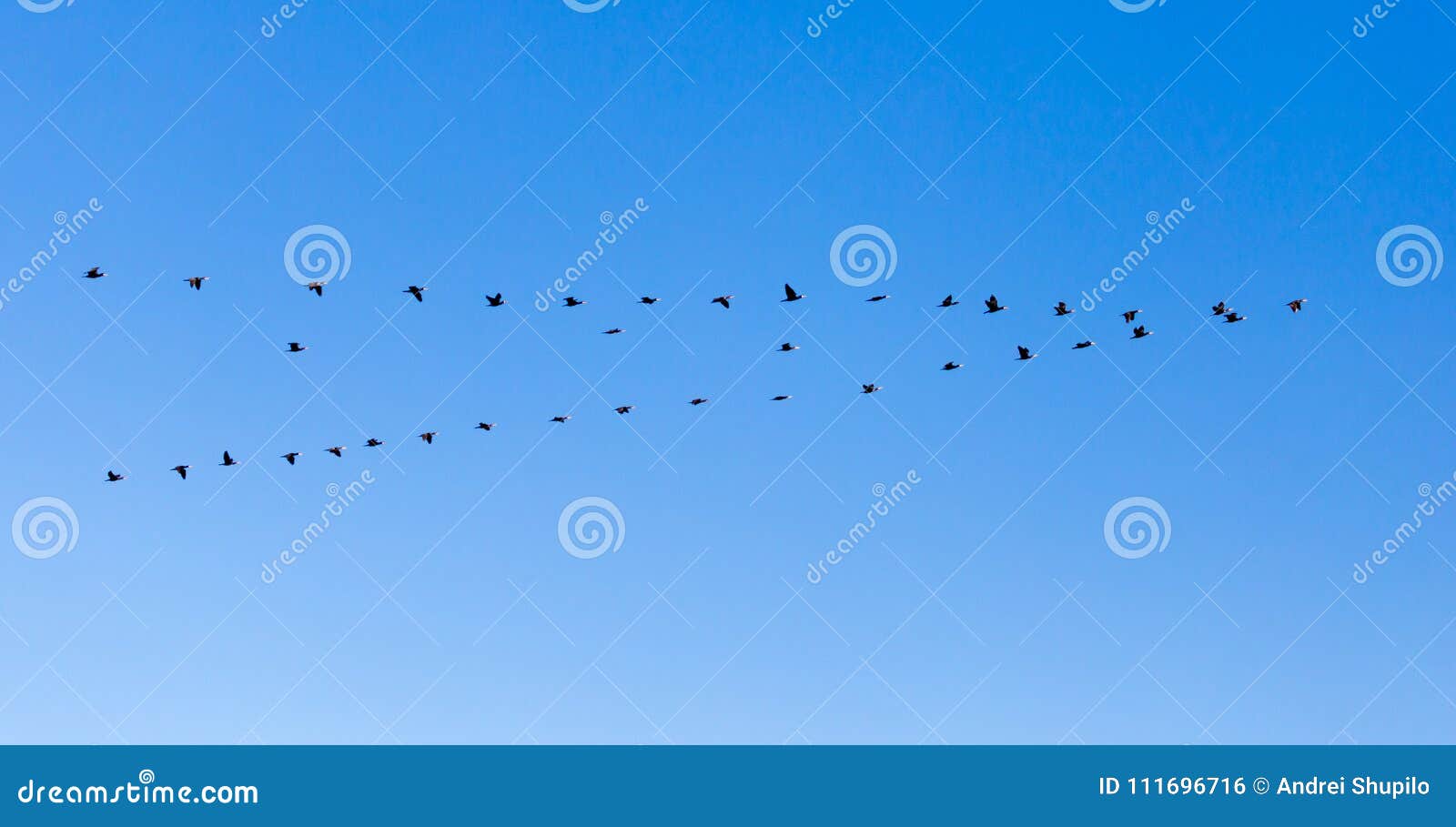 A Flock of Birds Flying South in the Blue Sky Stock Photo - Image of ...