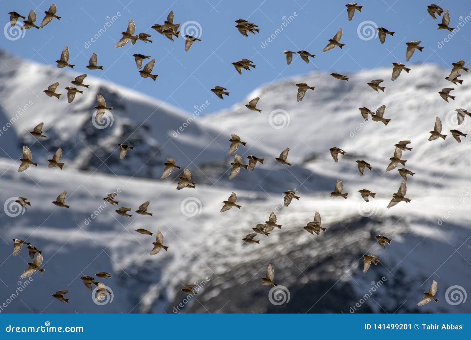Flock of Birds Flying at Sunrise -beautiful Colors in Sky Stock Image ...
