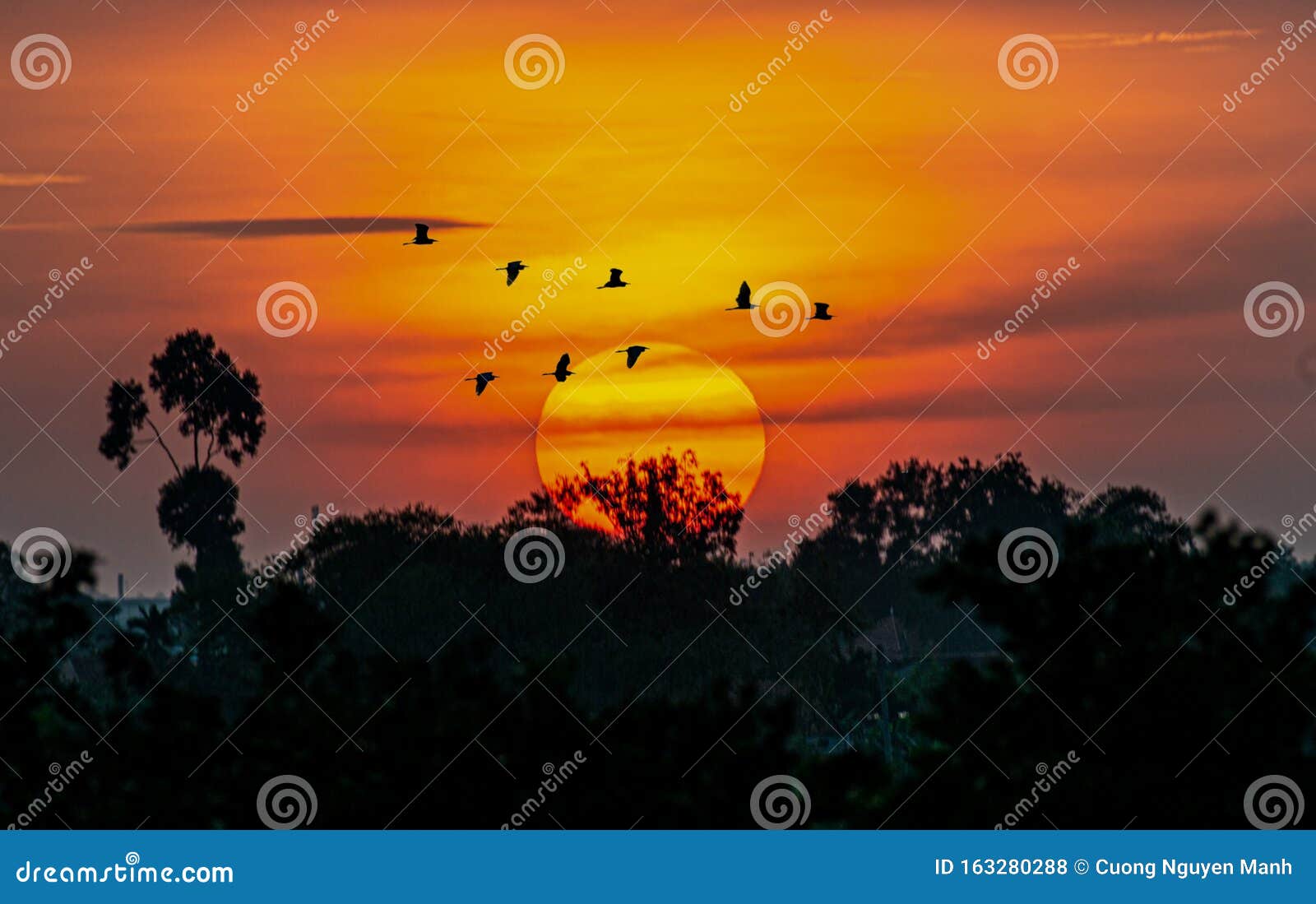 Flock of Birds Flying in the Sunset Stock Photo - Image of color ...