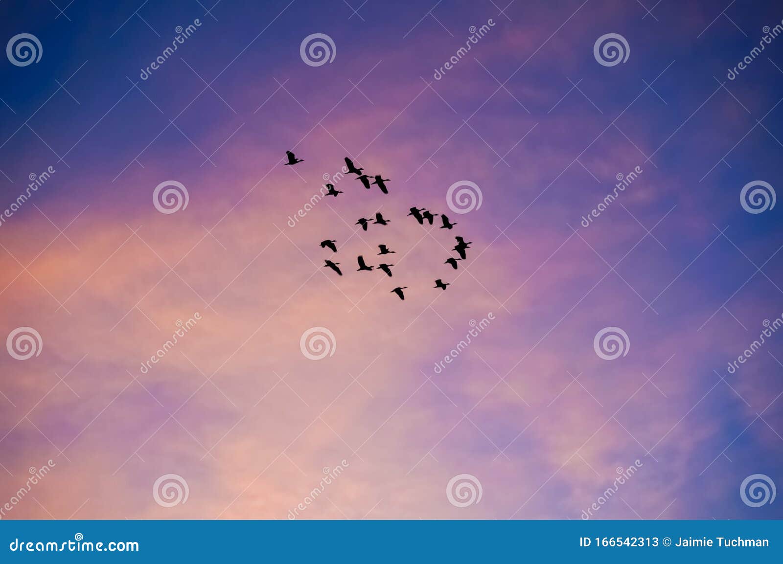 Flock of Birds Flying in Sunset Stock Image - Image of peaceful, life ...