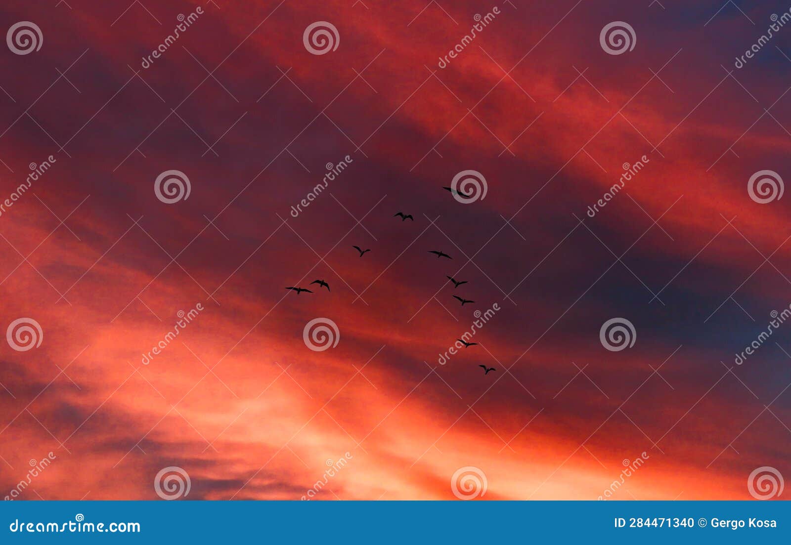 Flock of Birds Flying during Sunset Stock Photo - Image of flying ...