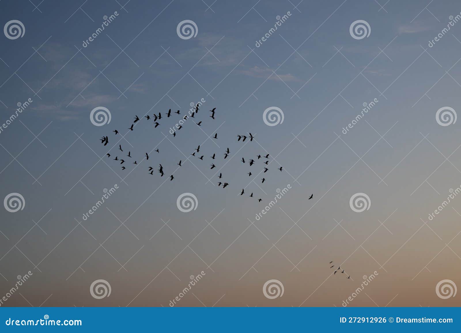 A Flock of Birds Flying in the Sunset. Free Animals Flying Stock Photo - Image of wild ...