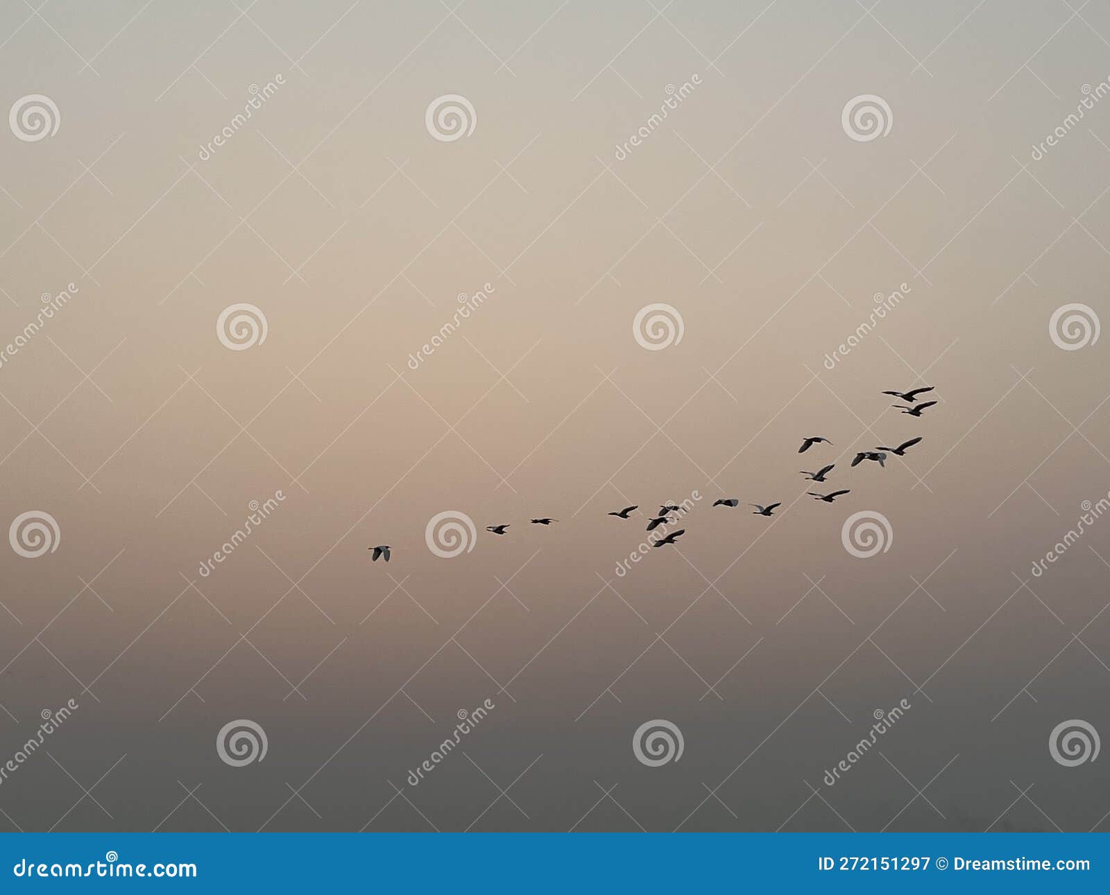 Flock of Birds Flying through a Sunset Sky in a Slow Motion. Stock ...