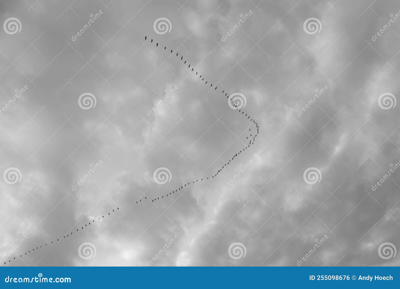 Flock of Birds Flying To the Right As an Arrowhead Stock Photo - Image ...