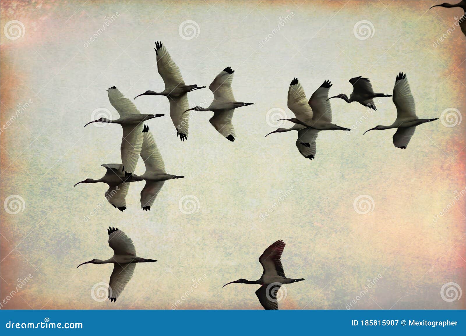 Flock of Birds Flying stock image. Image of retro, sepia - 185815907