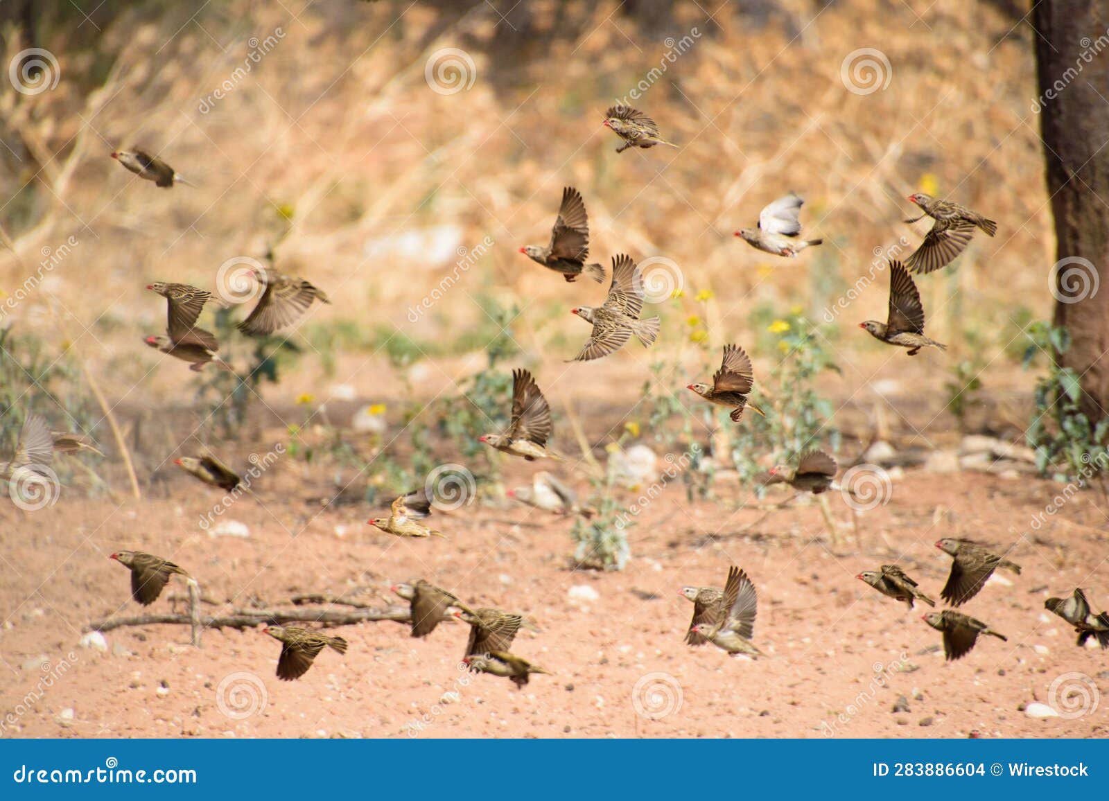 Flock of Birds Flying Together in Formation in the Deserted Landscape ...