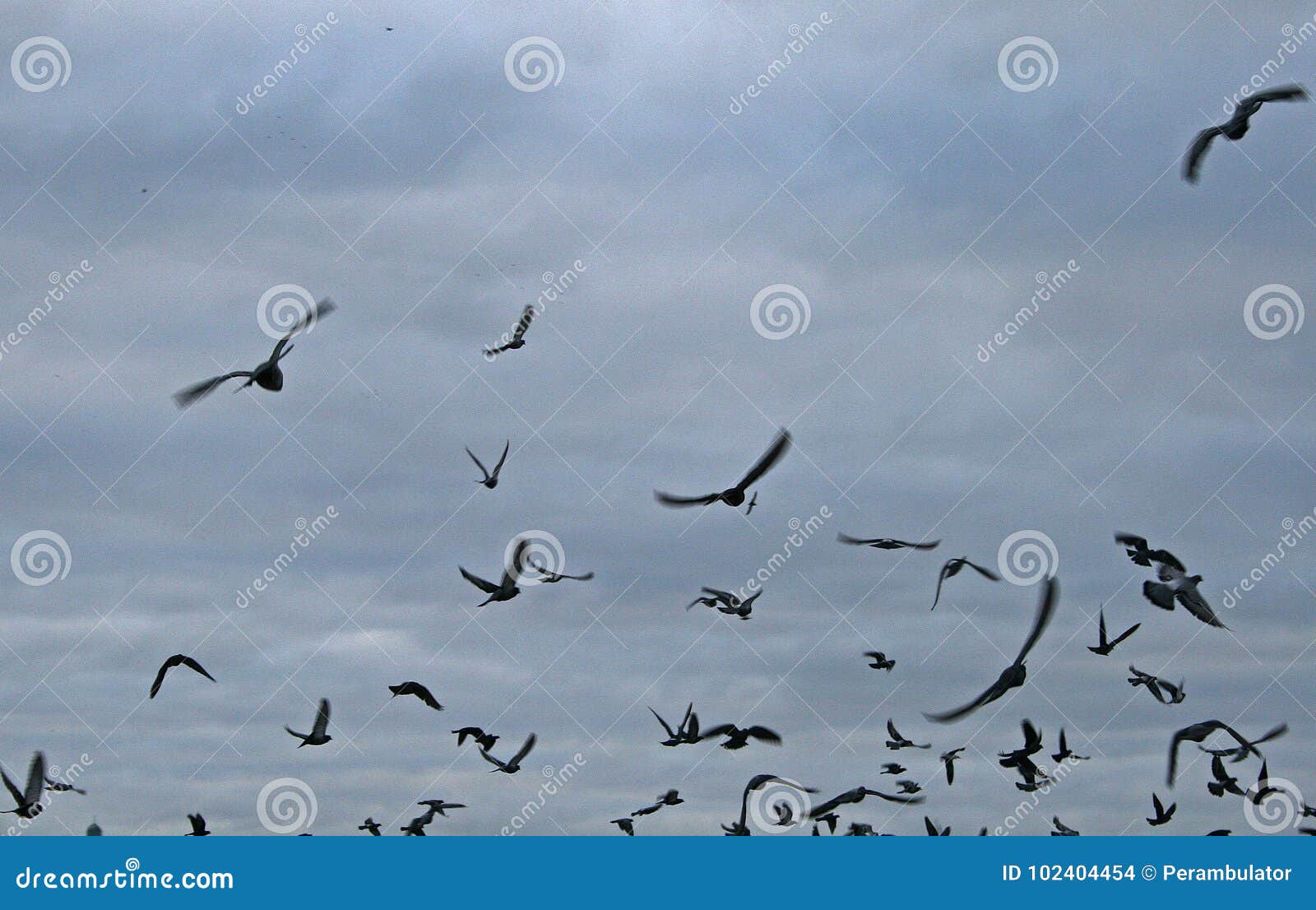 FLOCK of BIRDS FLYING UP stock photo. Image of overcast - 102404454