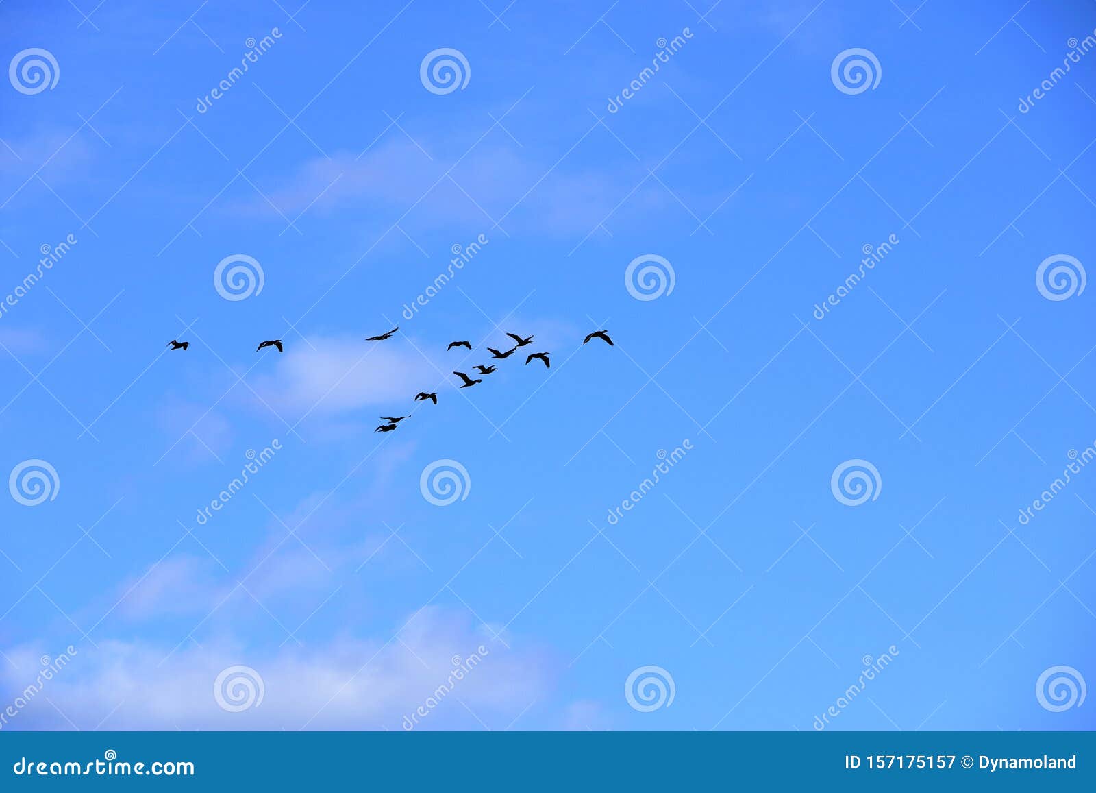 Flock of Birds Flying in V-formation Stock Image - Image of feather ...