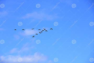 Flock of Birds Flying in V-formation Stock Image - Image of feather ...
